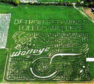 Celebrate Fall with a Walleye/Red Wing Corn Maze - Toledo.com